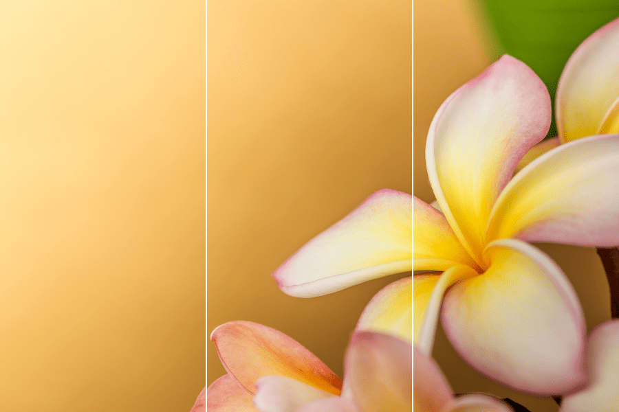 Rare Plumeria Frangipani and Their Meaning - Blooms Exotic