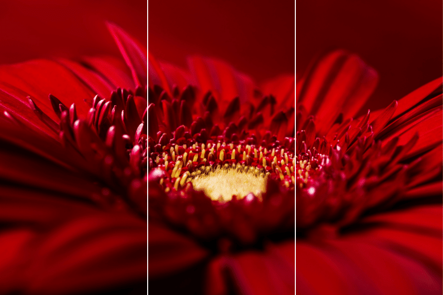 Most Rare & Most Exotic Red Flowers Around the World - Blooms Exotic