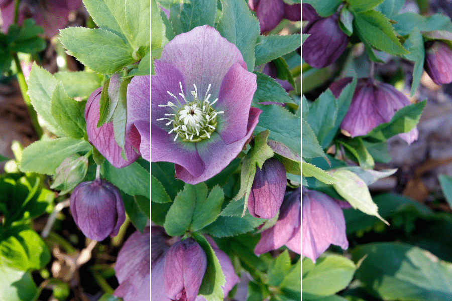 Hellebore - The Symbolic Meaning of This Beautiful Winter Flower ...