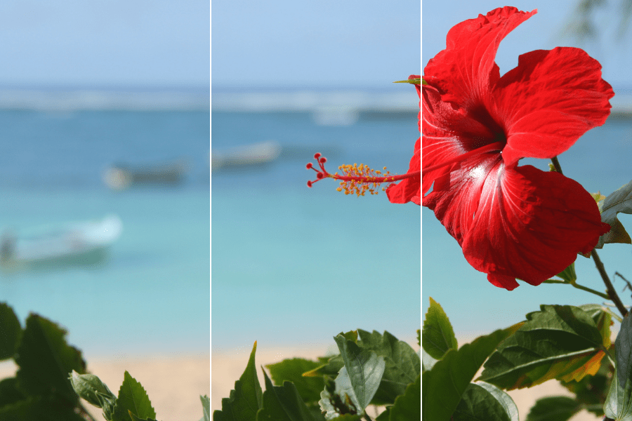 Beautiful Flowers of Caribbean Countries - National Flowers of the ...