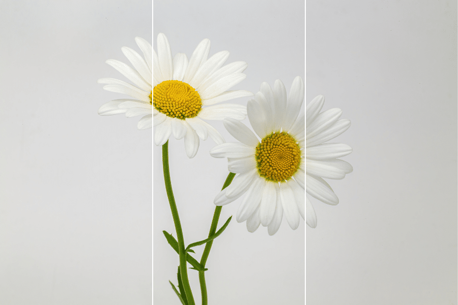 Daisy Varieties Galore - a Colorful Guide to Brightening Your Garden ...