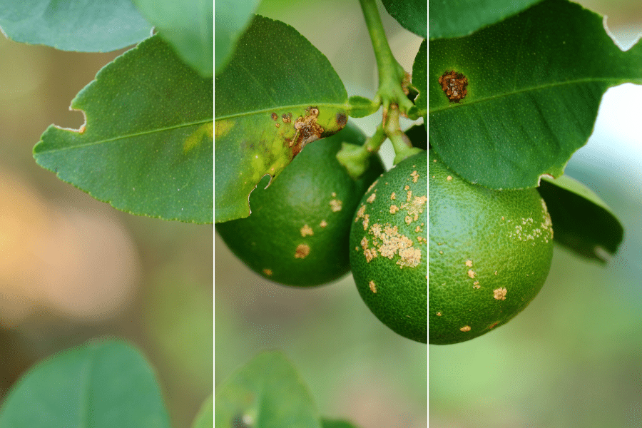 Pest And Disease Control For Gardens - The Best Eco-Friendly Solutions ...