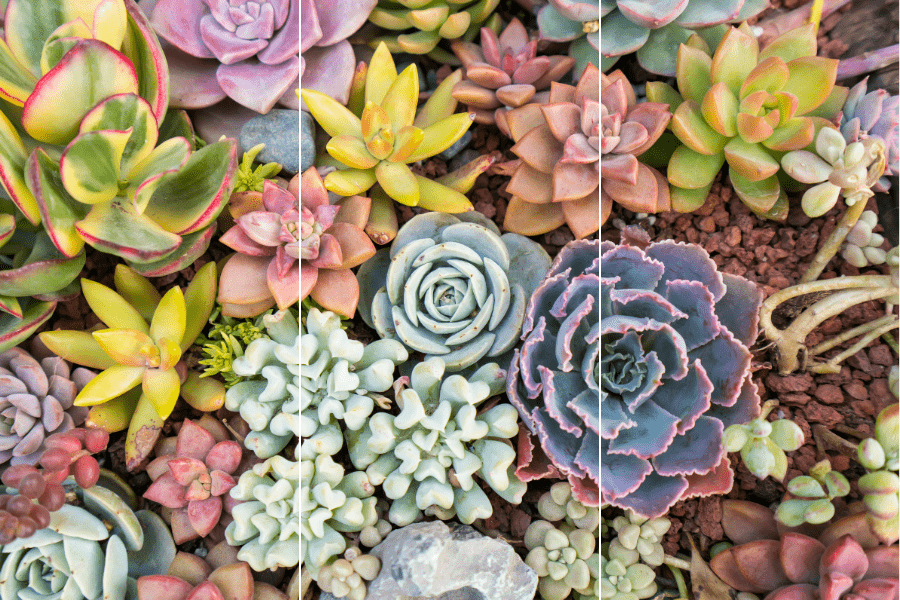 Discover the Rarest and Most Unusual Succulents in the World - Blooms ...