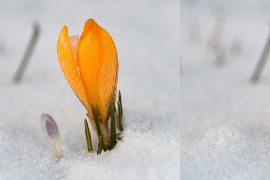 Frigid Blooms - Awesome Flower Picks for Your Winter Garden - Blooms Exotic