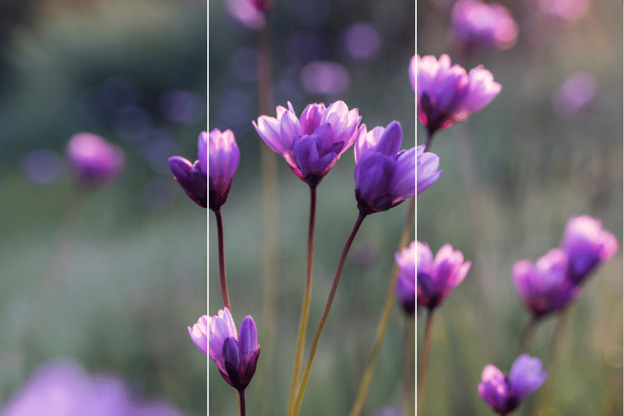 Blossoms of Rarity - Discovering the World's Most Elusive Rare ...