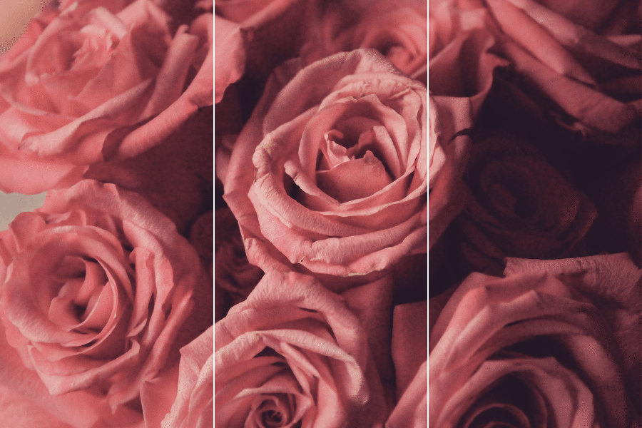 Blooms That Last: the Best Disease-Resistant Roses - Blooms Exotic