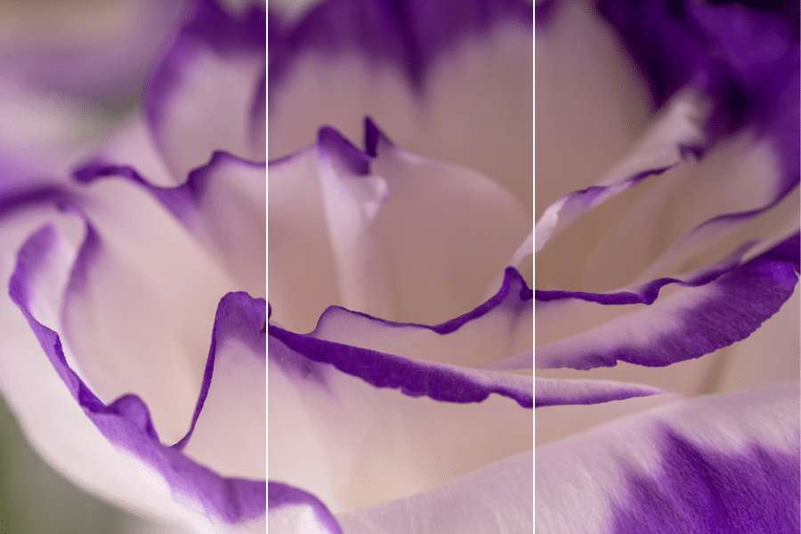 Cultivating Beauty - A Beginner's Guide to Growing Lisianthus Flowers ...