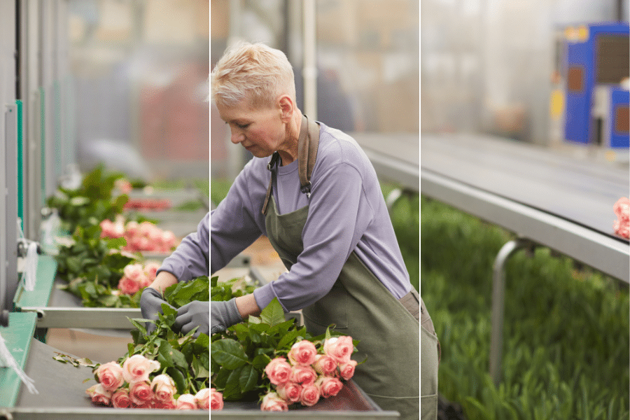Insider Tips Most Rose Experts Don't Want You To Know About - Blooms Exotic